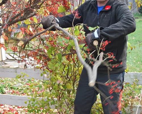 Corrective Pruning | Colonial Tree Service